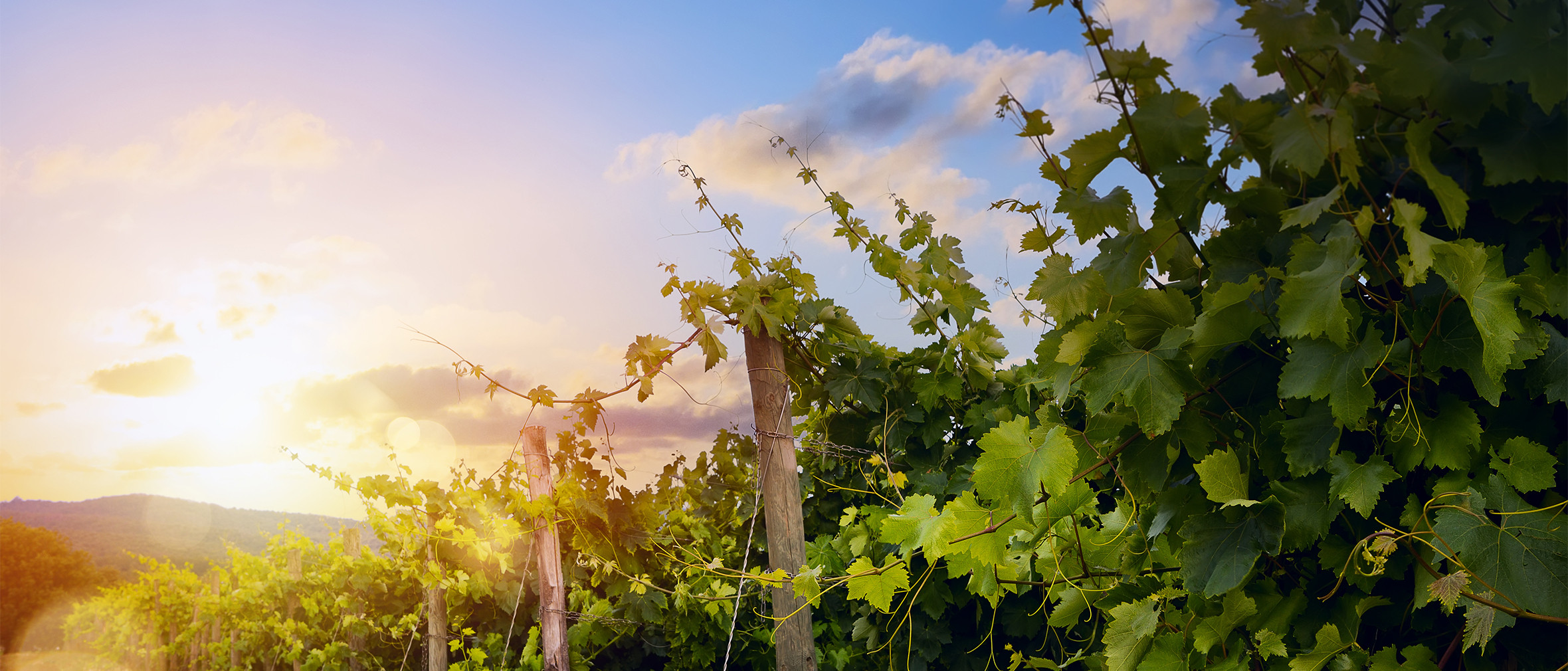 Sélection de grands vins d'Alsace | walter-wine.com