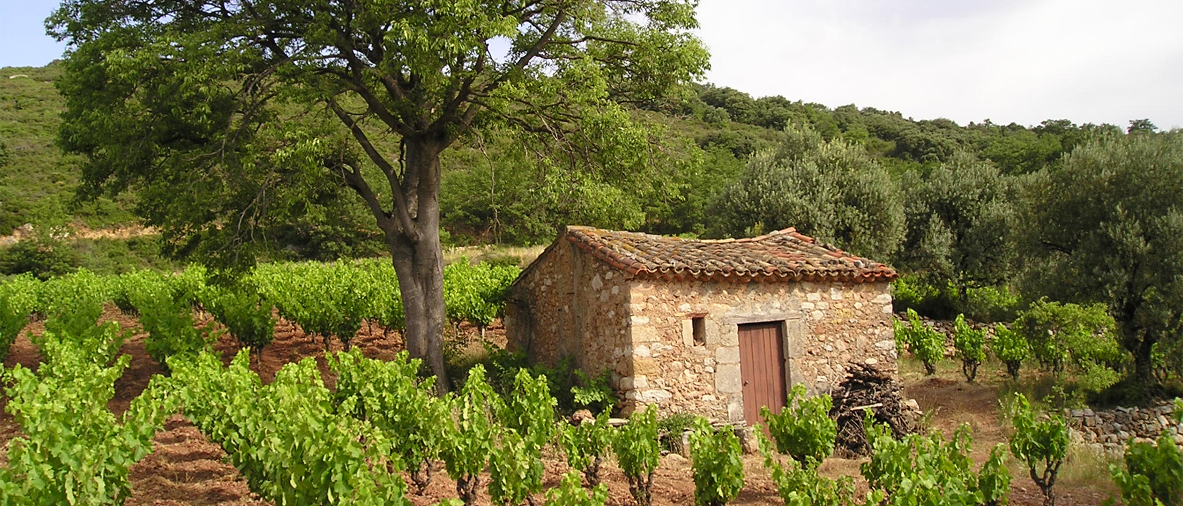 Notre sélection de grands vins du Languedoc | Walter Wine